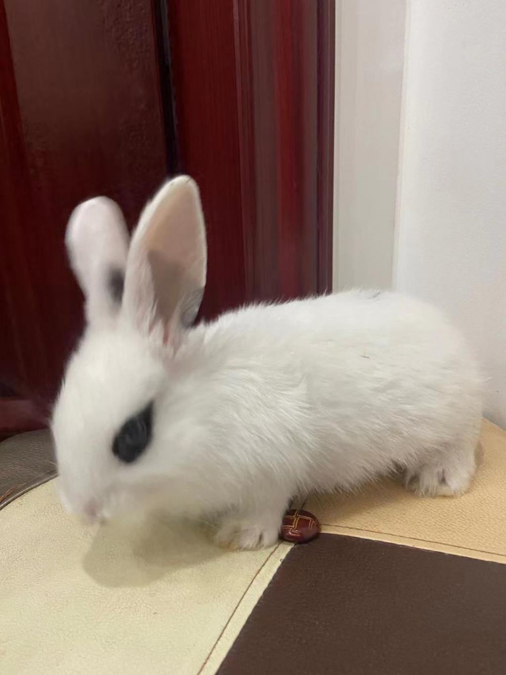 出售：小兔子熊猫兔自带眼影的小兔子熊猫兔 带眼影的兔子 非常可爱 已经几个月了很好养 吃各种青菜就可以 喜欢的打我电话 在汝城县 城南小区 送 ...